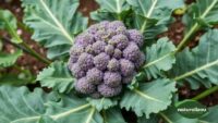 Cultivo de brócolis ninja: segredos para uma colheita incrível